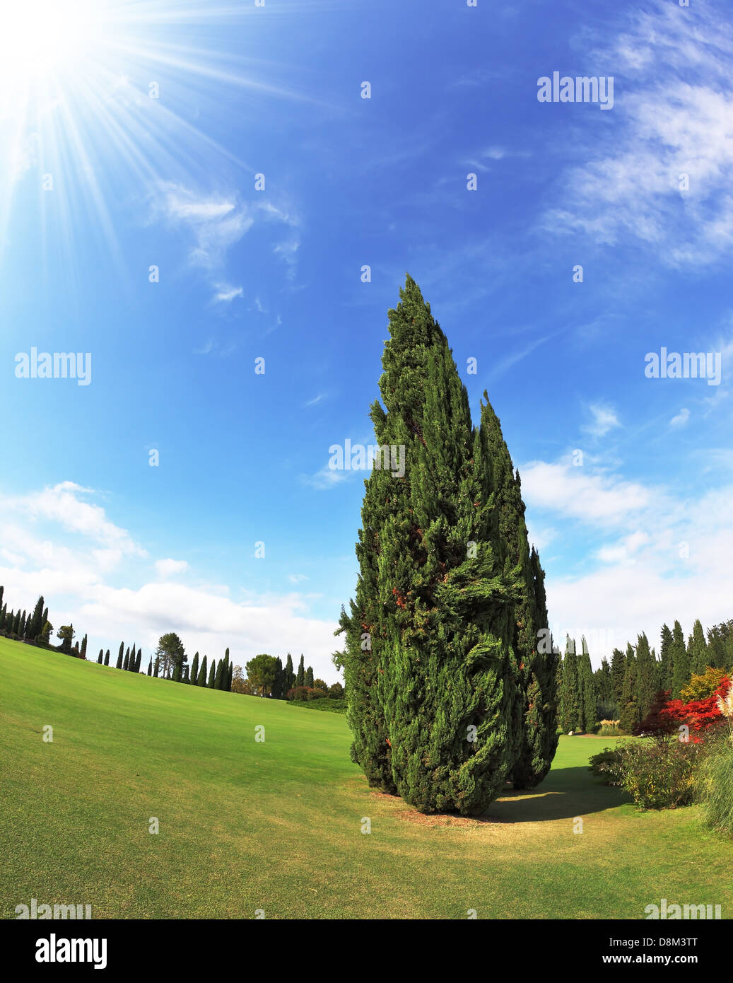 Lone grove hi-res stock photography and images - Alamy