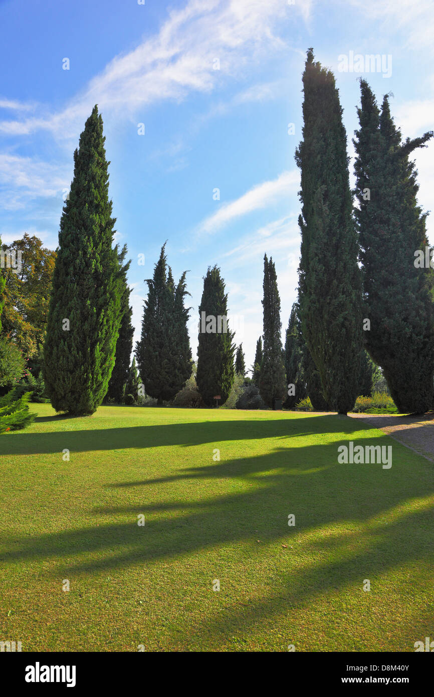 Slender tree fall color hi-res stock photography and images - Alamy