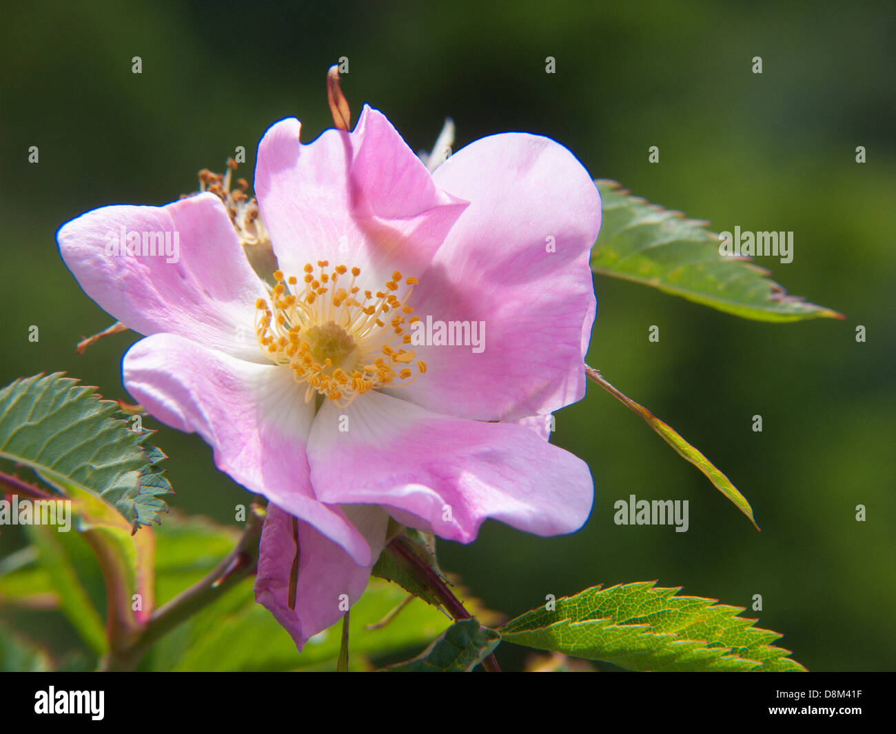 Rosa details hi-res stock photography and images - Alamy