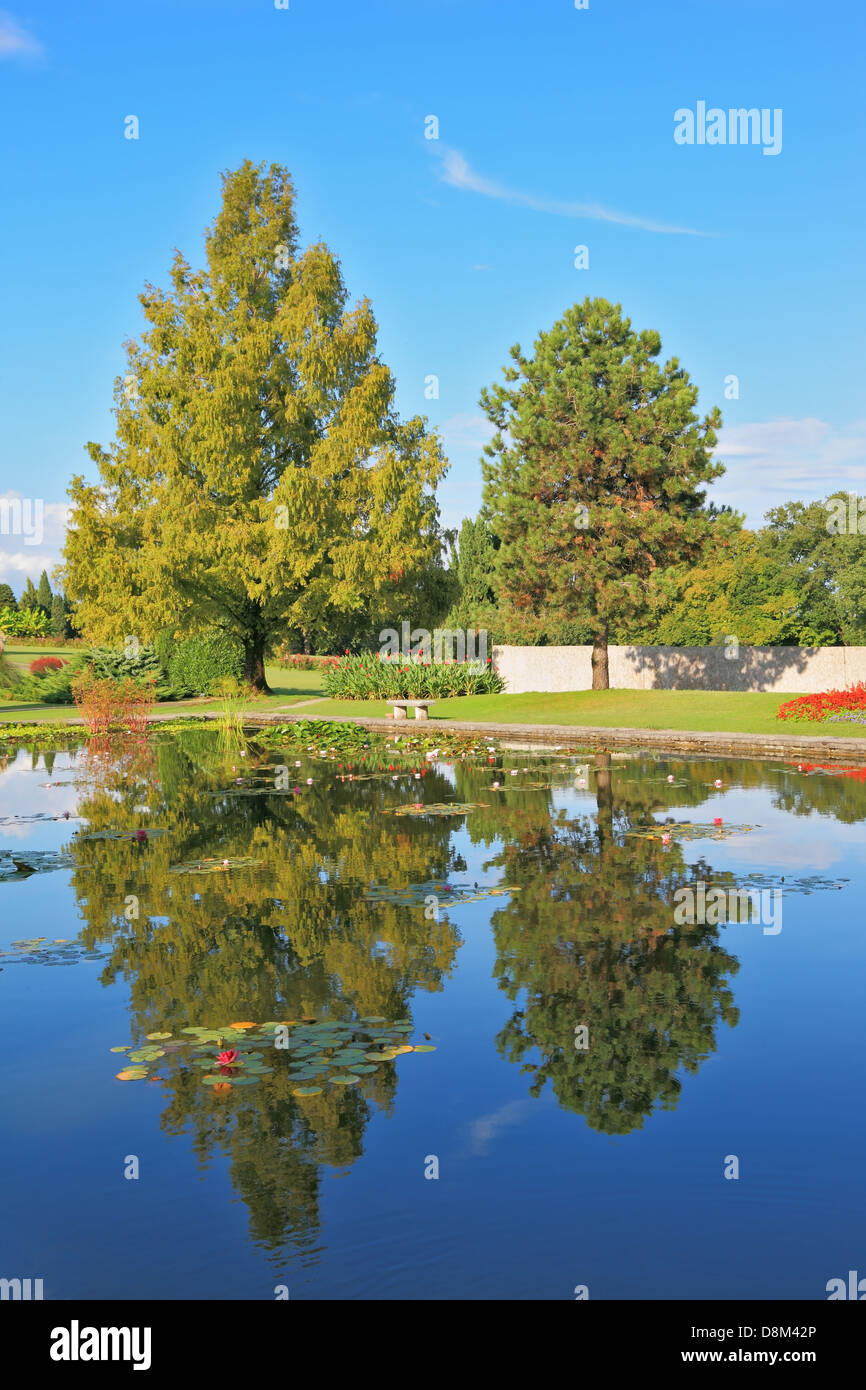 Slender trees are reflected in the pond Stock Photo - Alamy