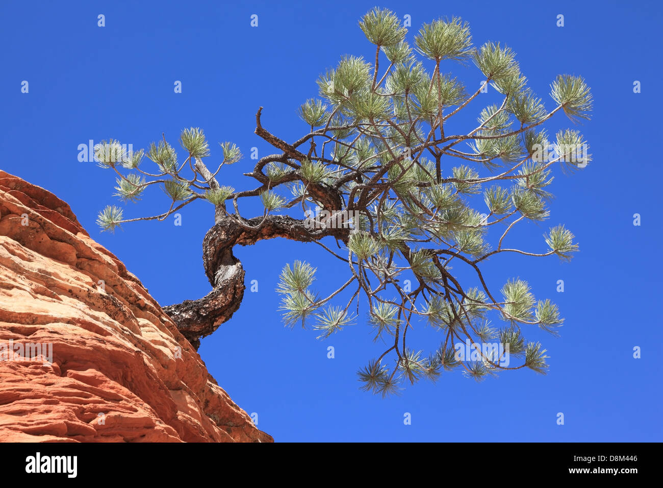 The famous Jumping Tree Jerky-tree Stock Photo - Alamy