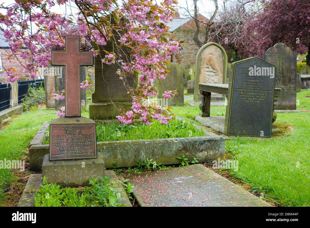 Cherry blossom tree in a graveyard with old grave stones Stock Photo ...