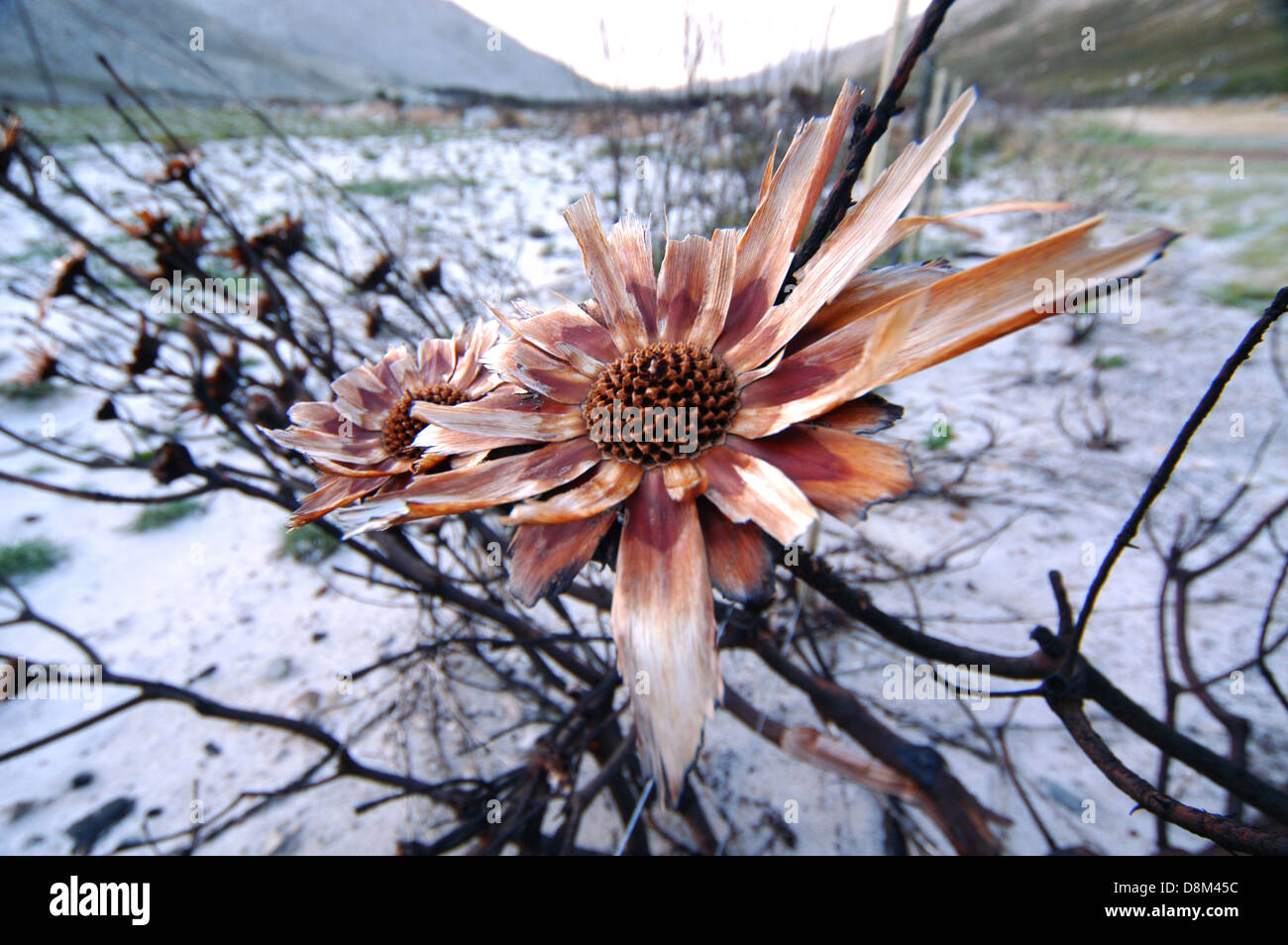 Survivor,,,,, A burnt Protea flower in a burned out landscape Stock ...