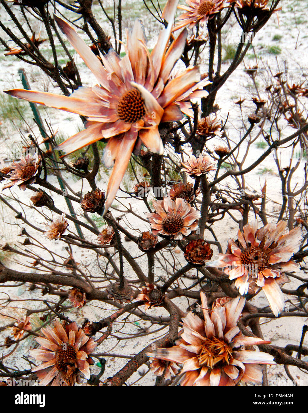 Burnt protea flowers hi-res stock photography and images - Alamy