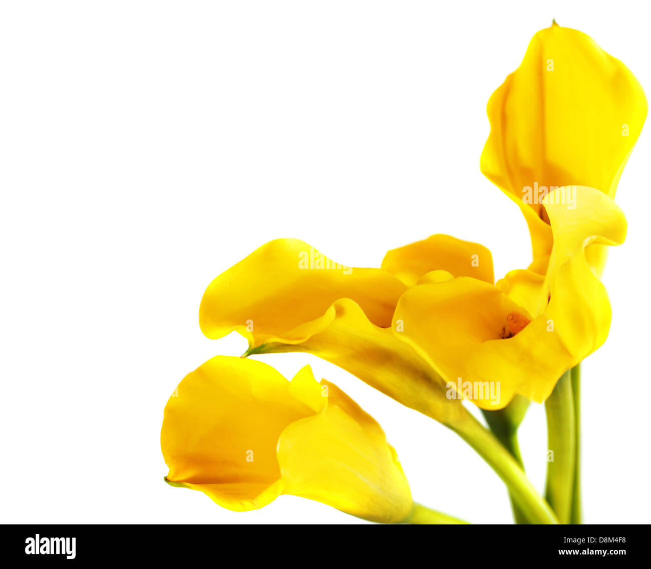 Bunch of yellow cala lilies Stock Photo - Alamy