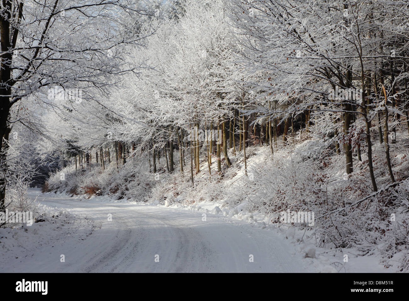 The winter wood Stock Photo - Alamy
