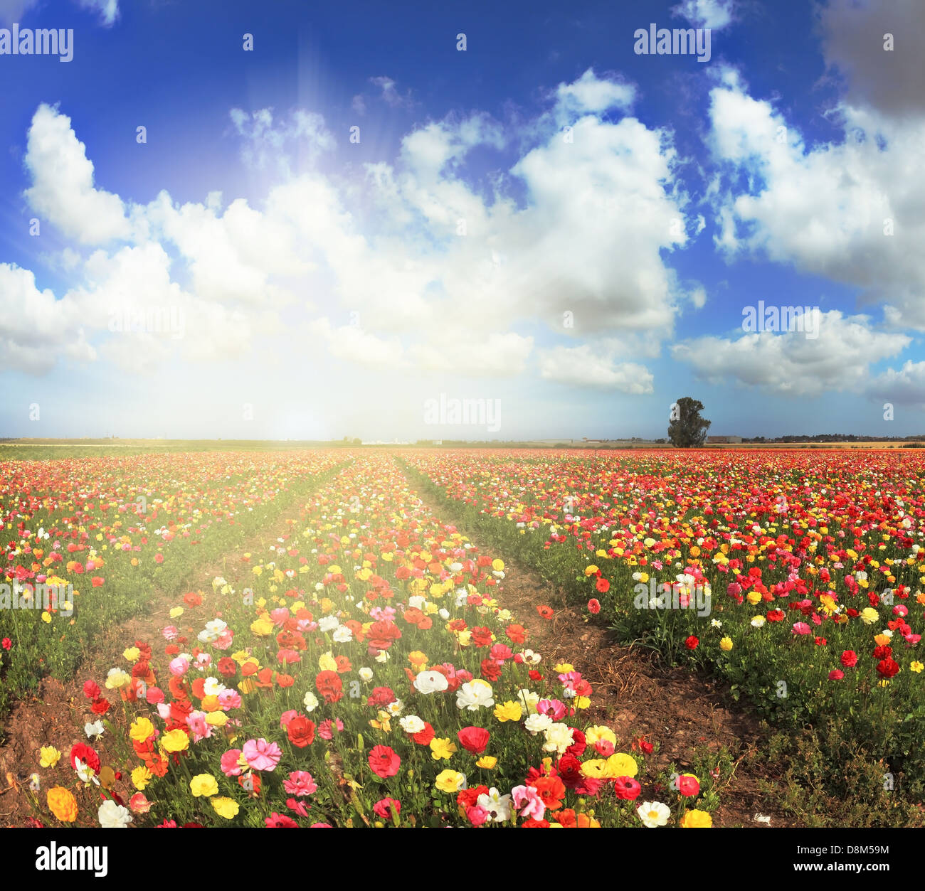 Shining sharp rays of the sun Stock Photo - Alamy