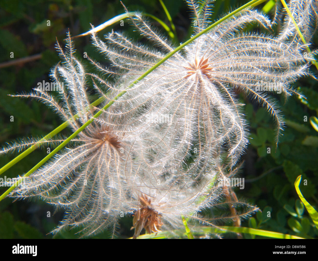 Duster plants hi-res stock photography and images - Alamy