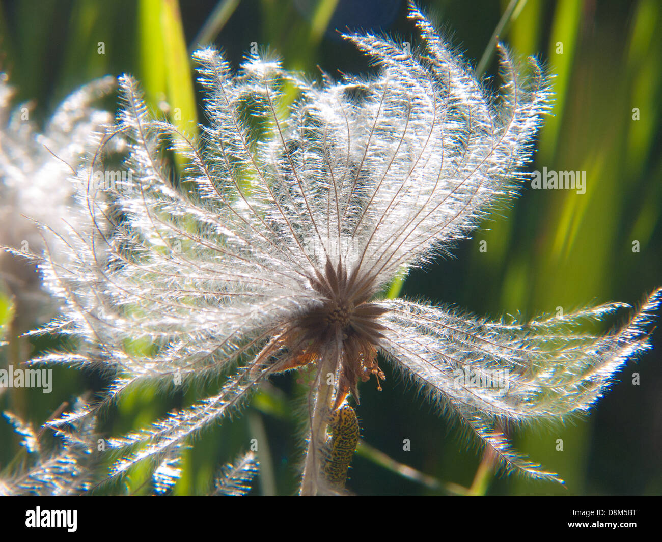 Duster plants hi-res stock photography and images - Alamy
