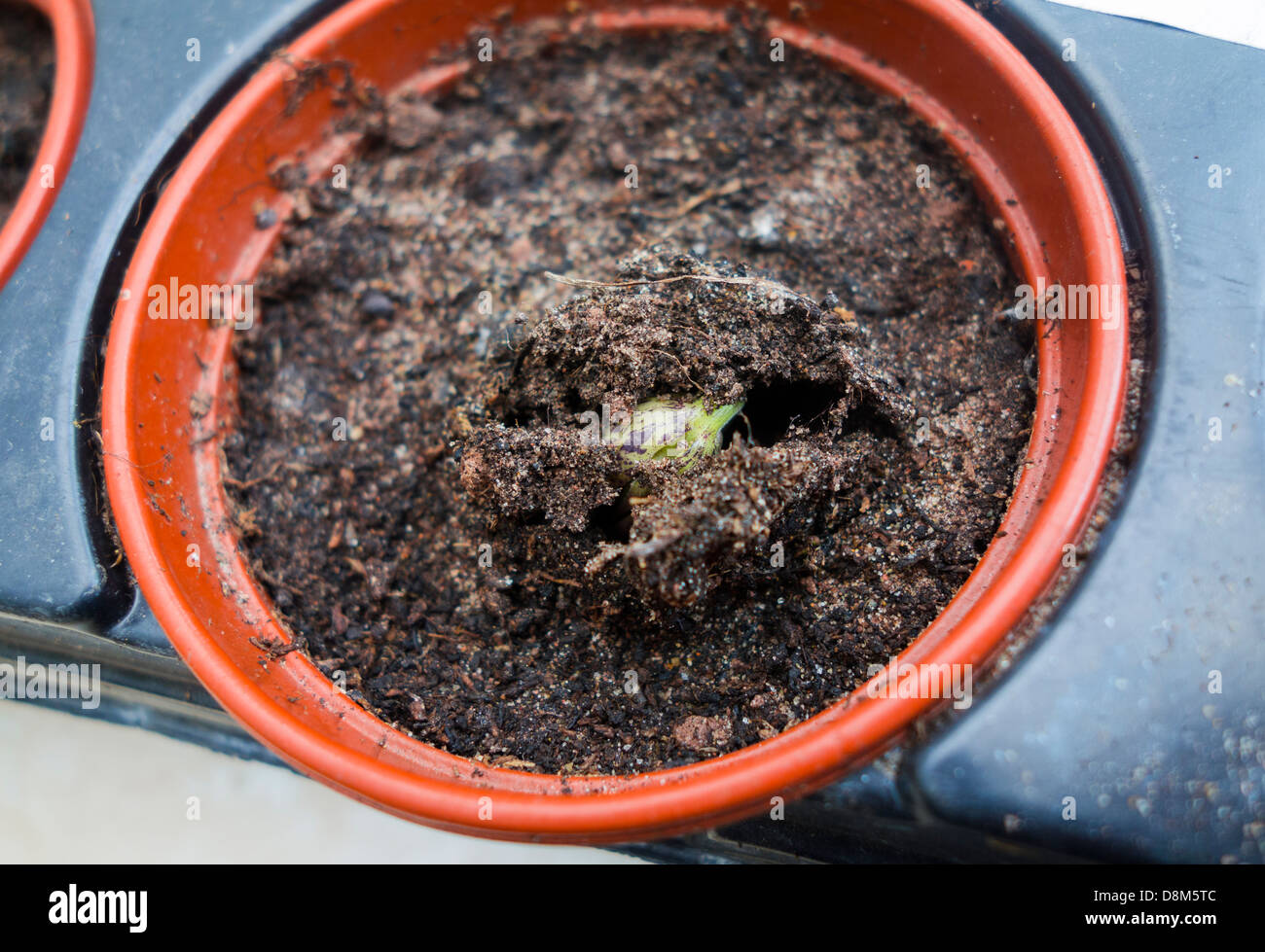 French bean seedling in a pot Stock Photo - Alamy