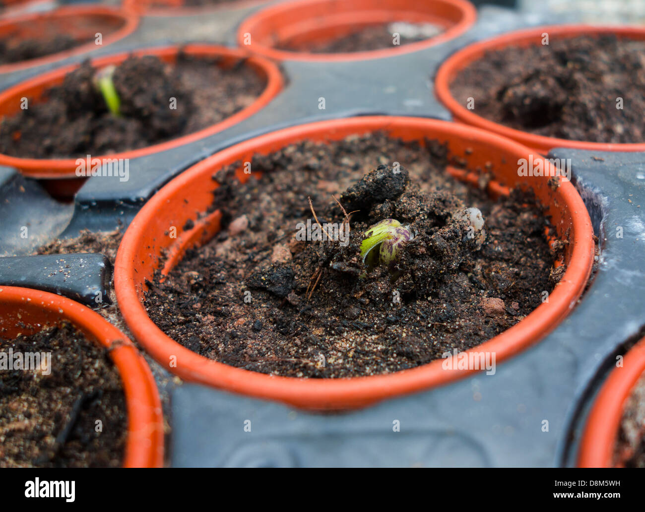 French bean plant hi-res stock photography and images - Alamy