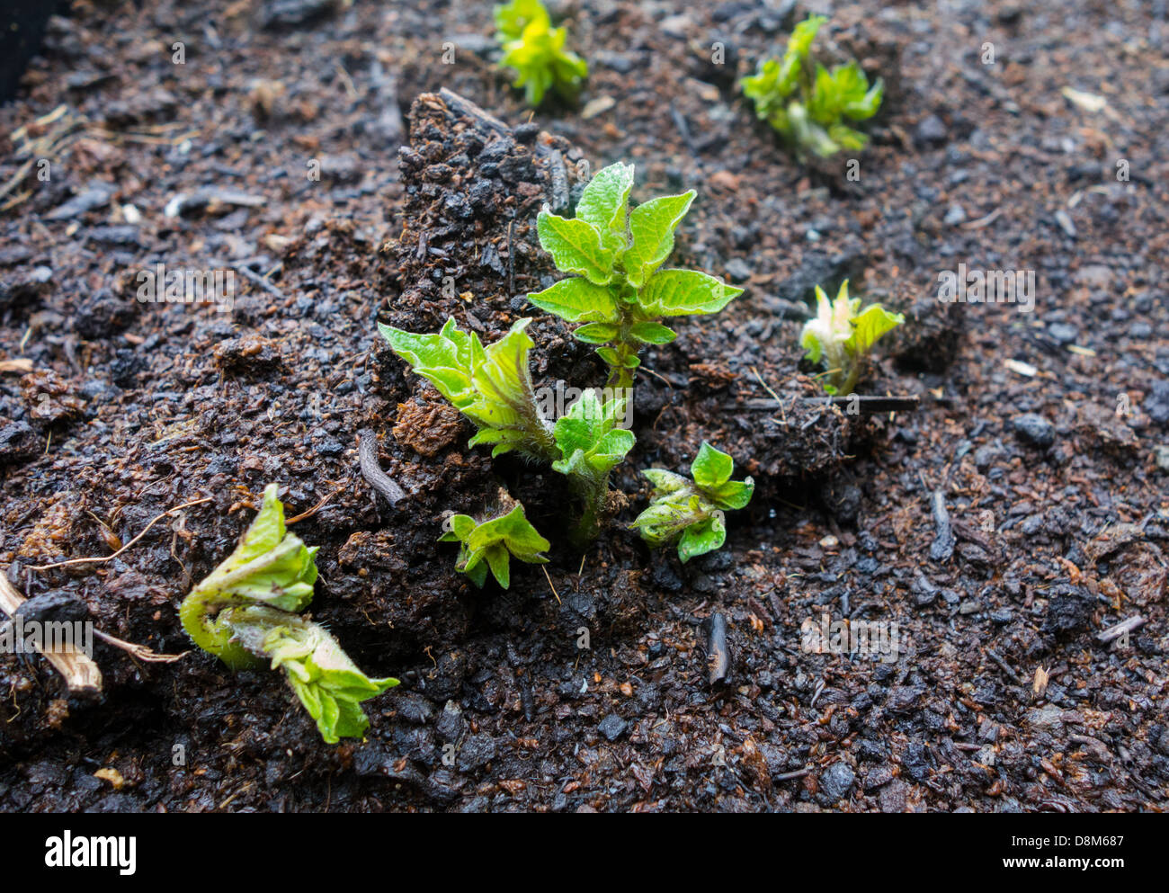 Potato plants breaking through the soil in spring Stock Photo - Alamy