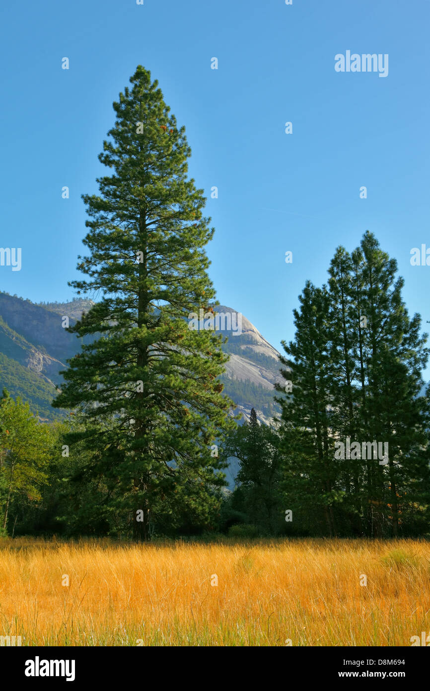 Fine high fur-tree Stock Photo - Alamy