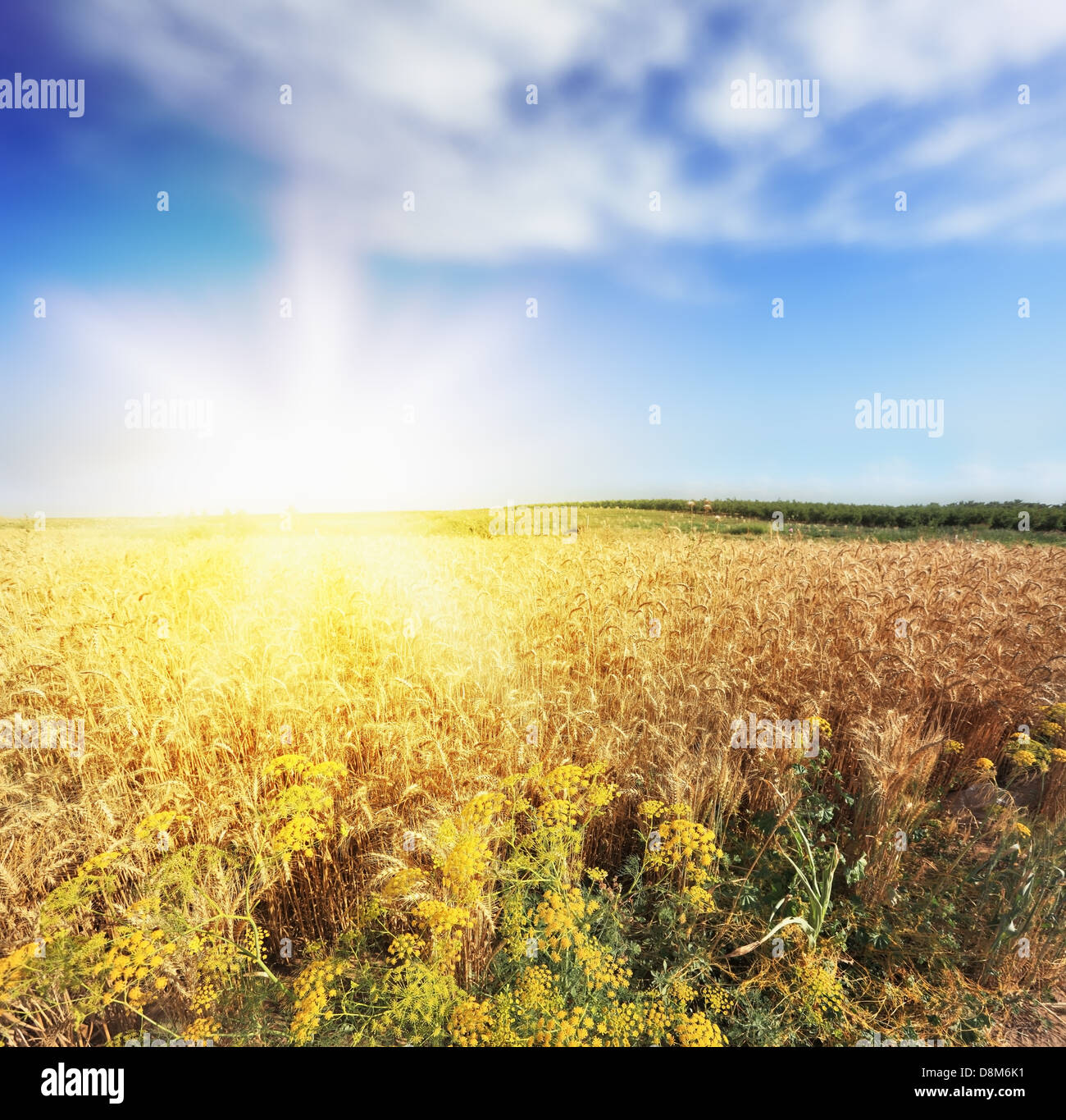 Bright rays of sunlight Stock Photo - Alamy