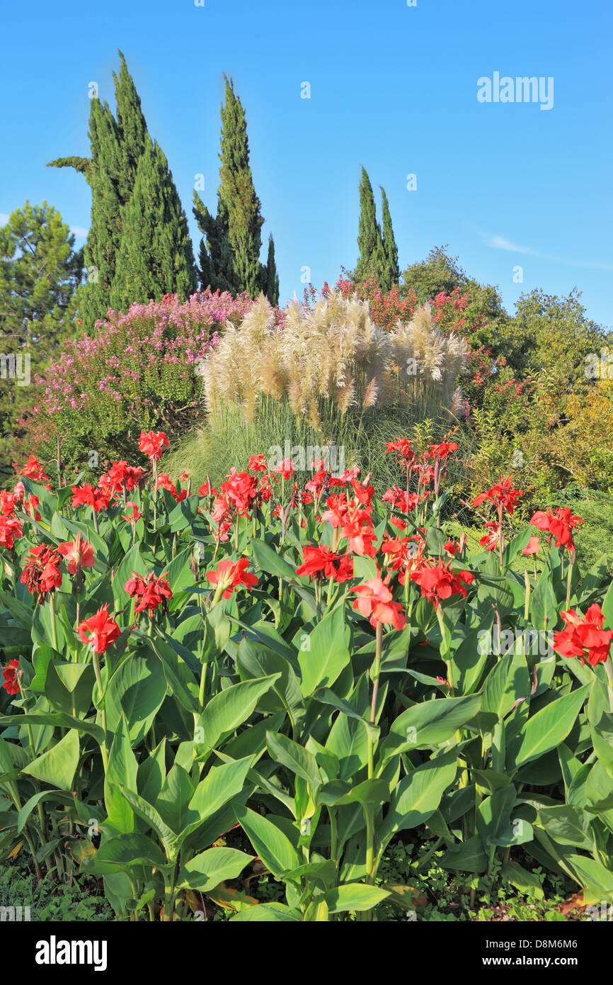 A red flowers and decorative reeds Stock Photo - Alamy