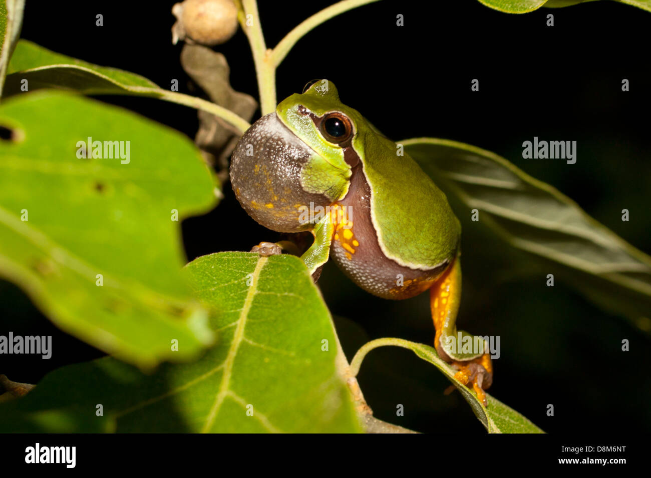 Calling male pine barrens tree frog , with expanded throat pouch ...