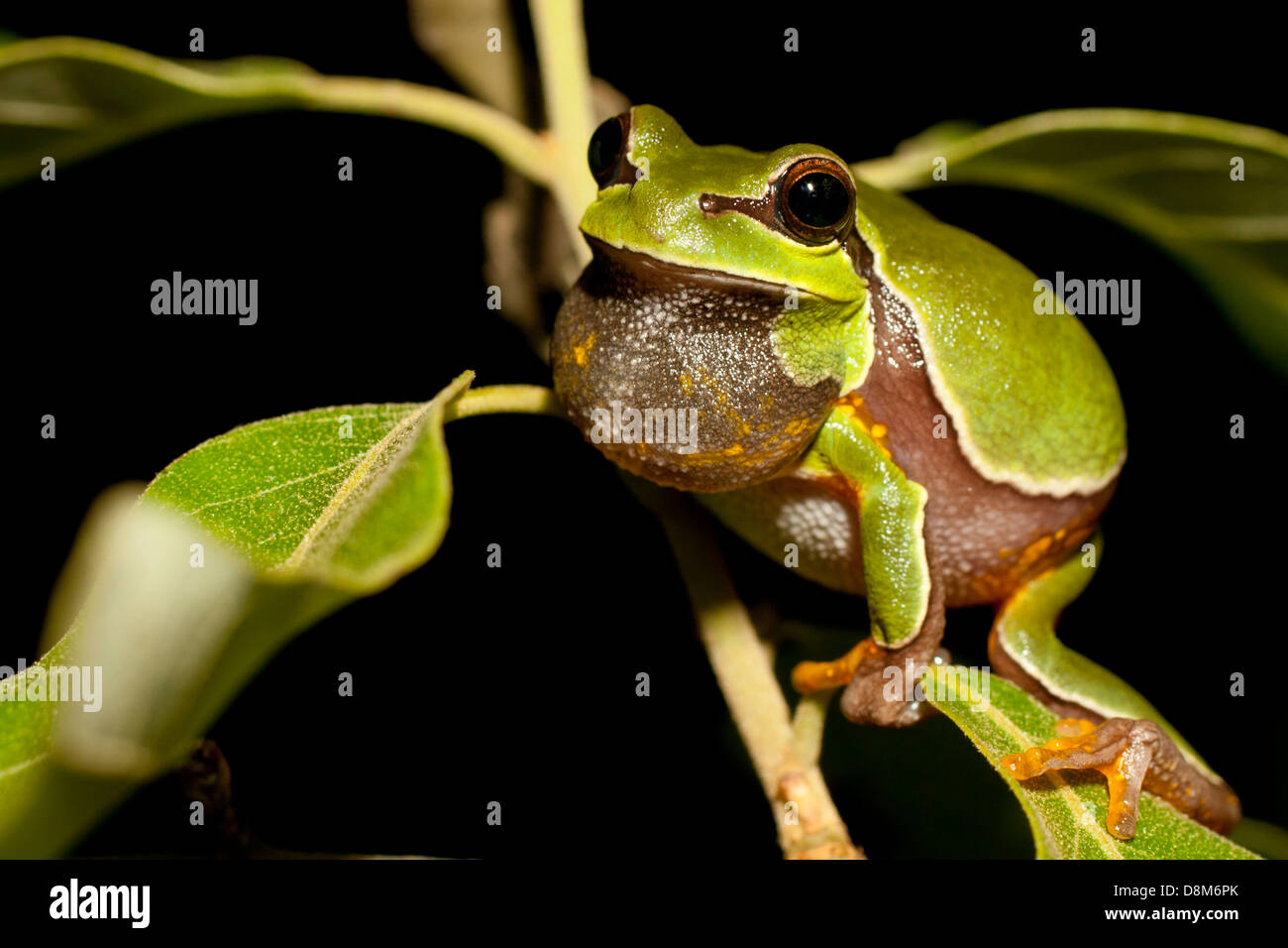 Calling male pine barrens tree frog - Hyla andersonii Stock Photo - Alamy