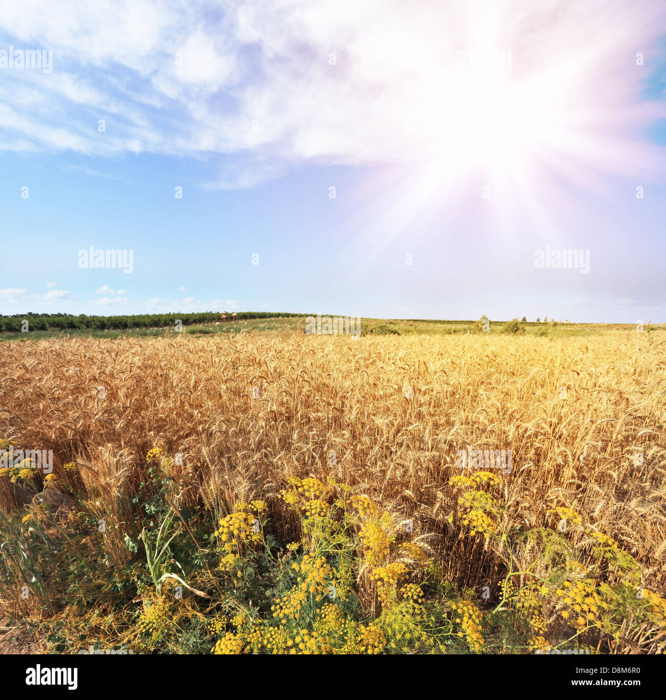 The sun shining over a field Stock Photo - Alamy