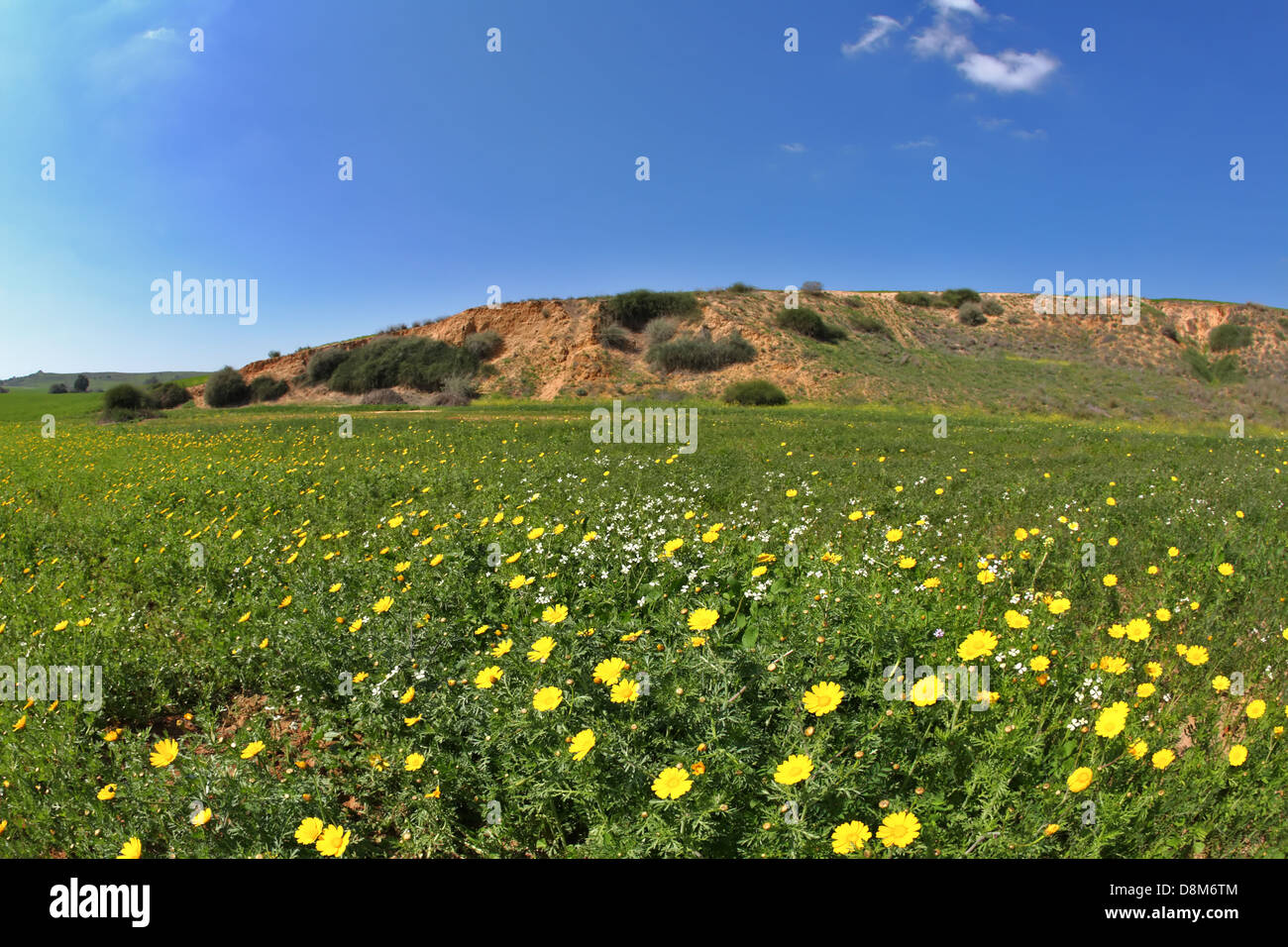 Blossoming horizon hi-res stock photography and images - Alamy