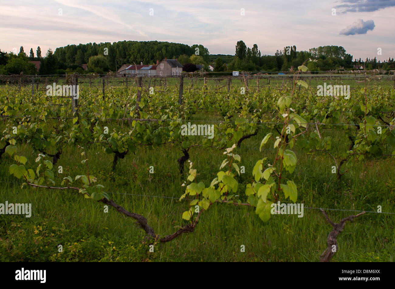 Vineyards near Chevery Stock Photo - Alamy