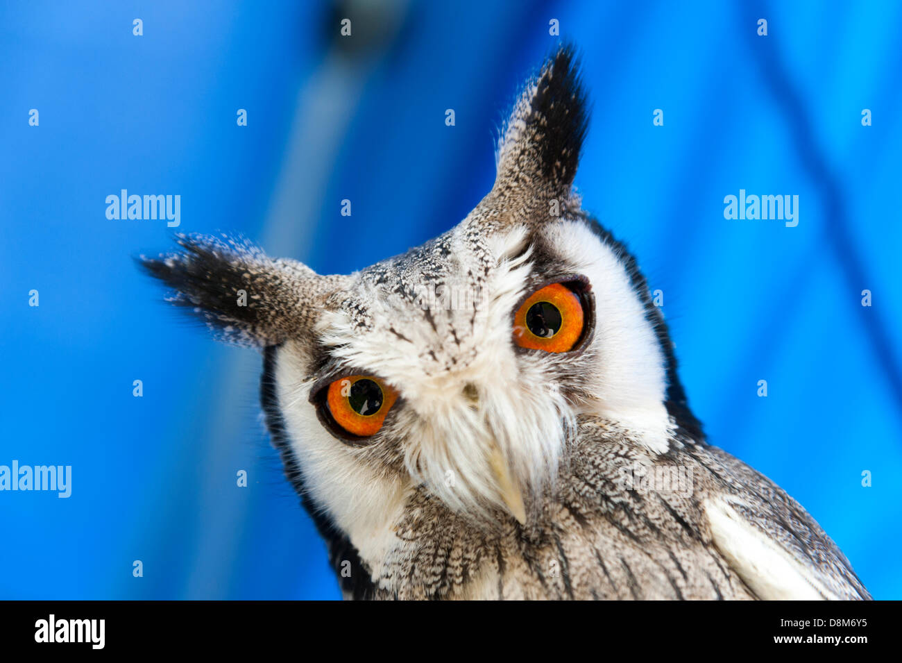 Green faced bird hi-res stock photography and images - Alamy