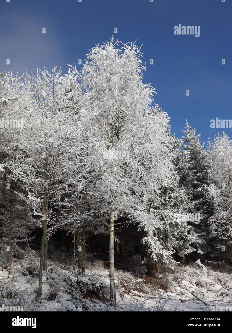 Snow-covered of the trees Stock Photo - Alamy