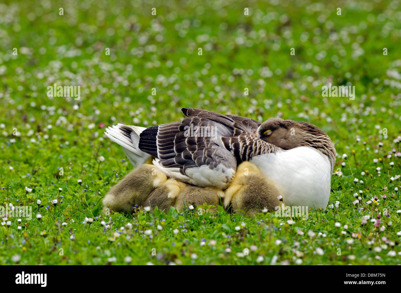 Domestic goose (Anser anser domesticus) with chicks tucked under ...