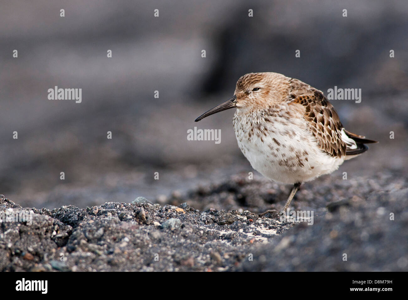 Juvenile dunlin uk hi-res stock photography and images - Alamy