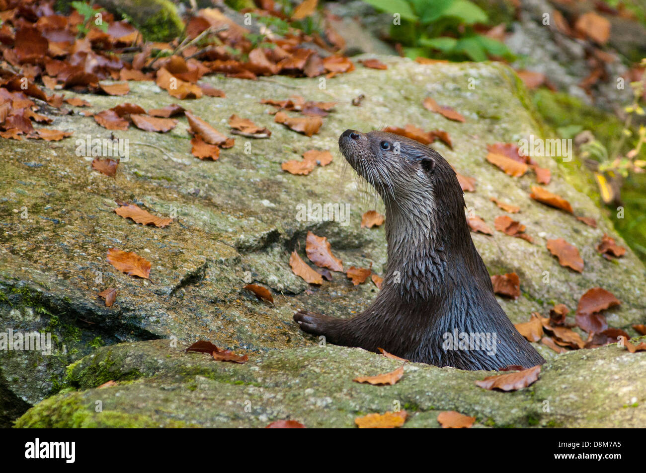 European otter (Lutra lutra) on riverbank Stock Photo - Alamy