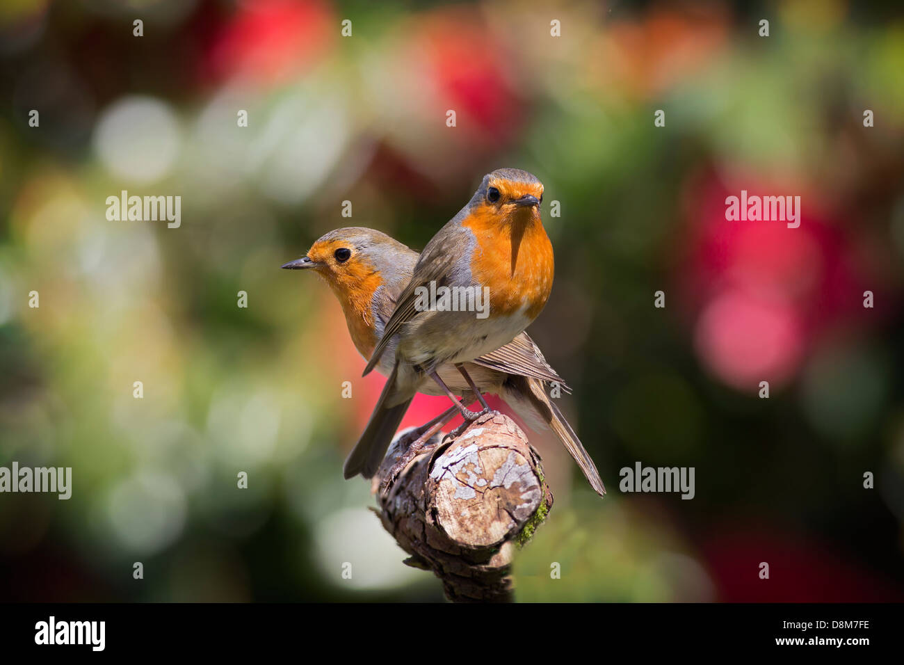 two robins on same perch Stock Photo - Alamy