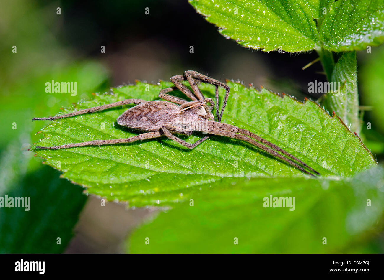 Nursery web spider (Pisaura mirabilis) on leaf Stock Photo - Alamy