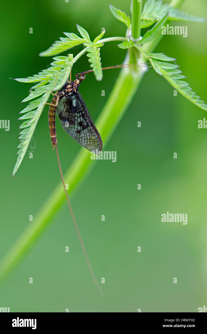 Ephemera hi-res stock photography and images - Alamy