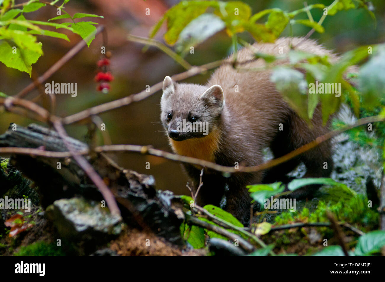European pine marten (Martes martes) in forest Stock Photo - Alamy