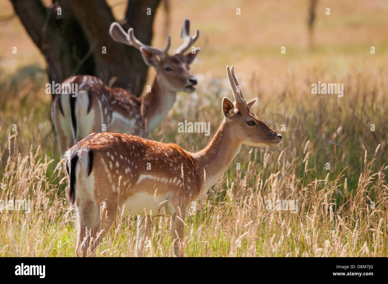 Juvenile buck male fallow deer hi-res stock photography and images - Alamy