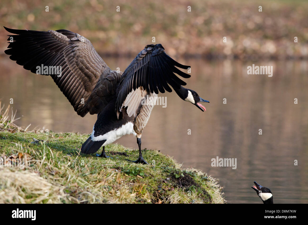 Canada goose (Branta canadensis) in defensive posture to fend off ...