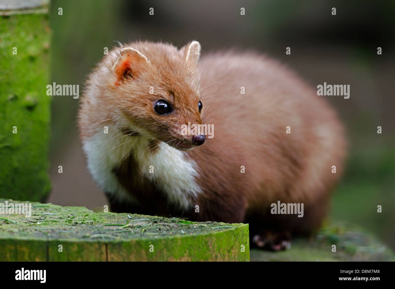 Beech martens hi-res stock photography and images - Alamy
