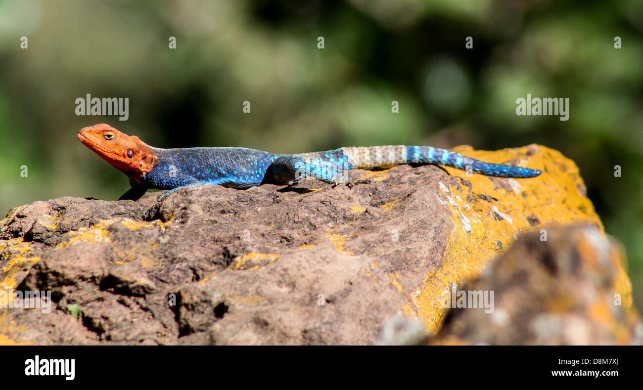 A Kenyan Rock Agama basking under the African sun Stock Photo - Alamy