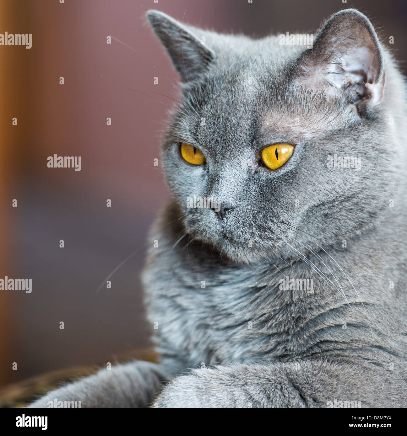 The British cat Stock Photo - Alamy