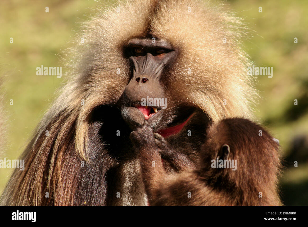 Valley of the baboons hi-res stock photography and images - Alamy