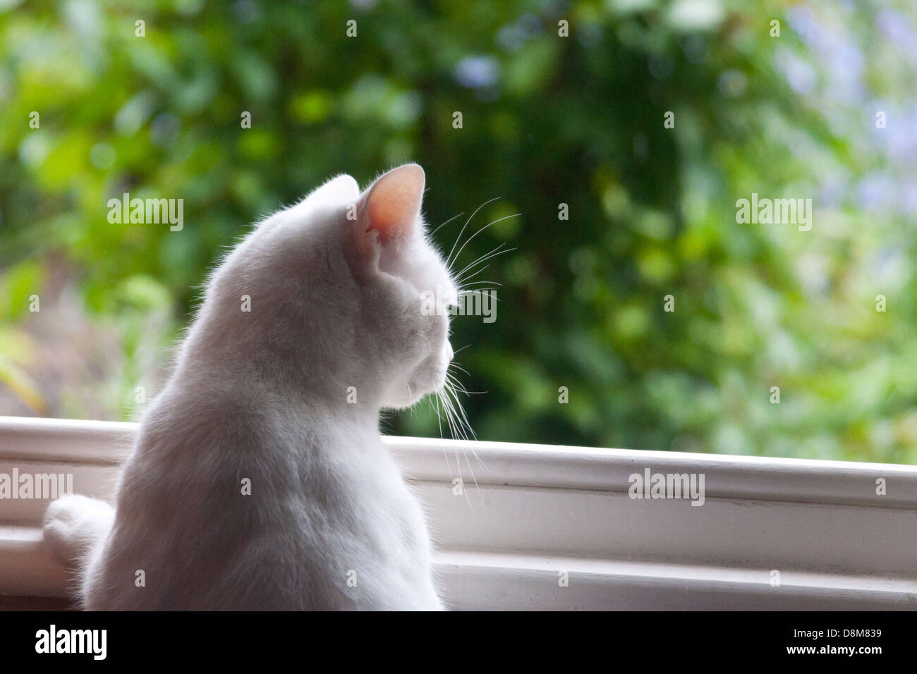 White cat looking out of window waiting for owner to return Stock Photo ...