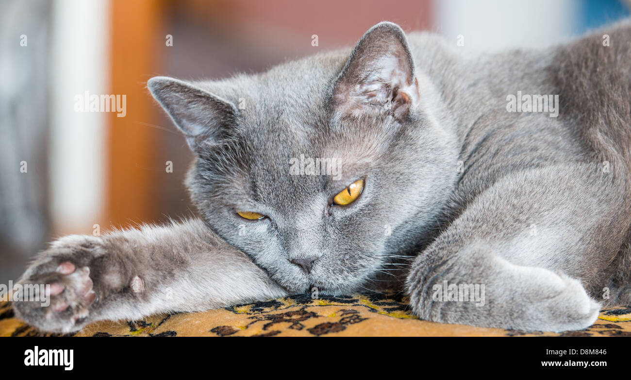 The British cat Stock Photo - Alamy