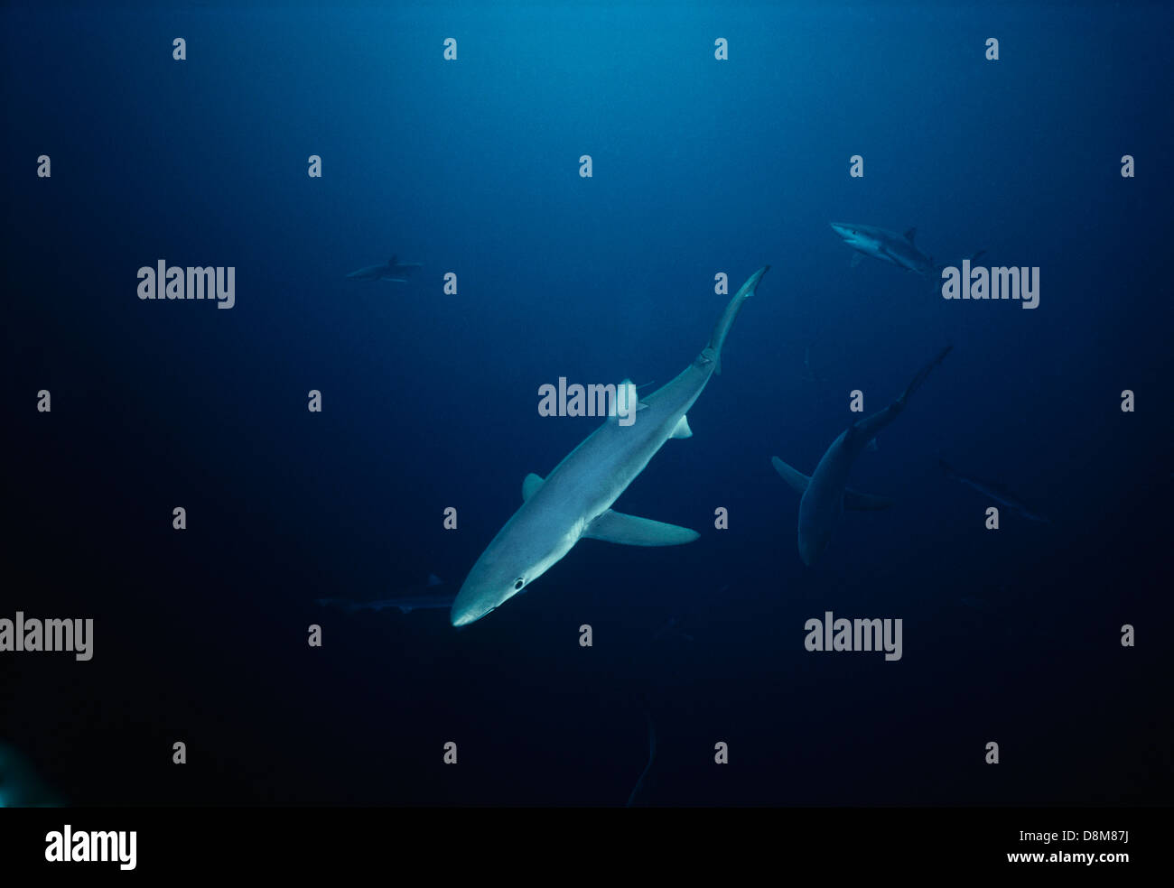 Blue Sharks (Prionace glauca). California, United States, Pacific Ocean ...
