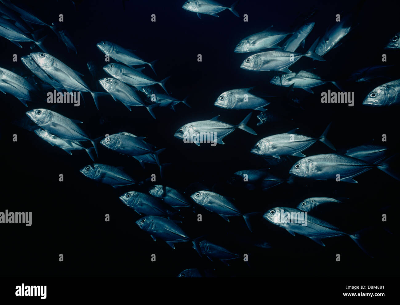 A School Of Bigeye Jacks Caranx Sexfasciatus Pacific Ocean Cocos