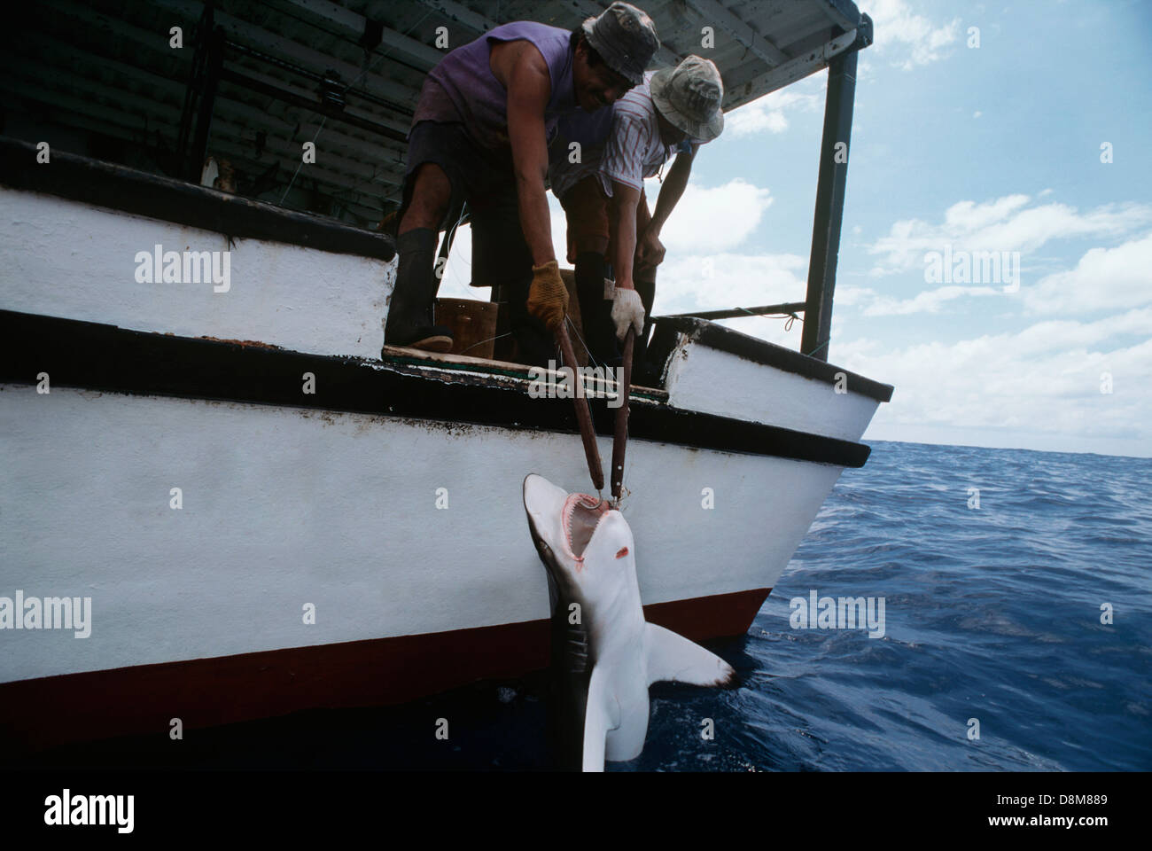 Shark finning hi-res stock photography and images - Alamy