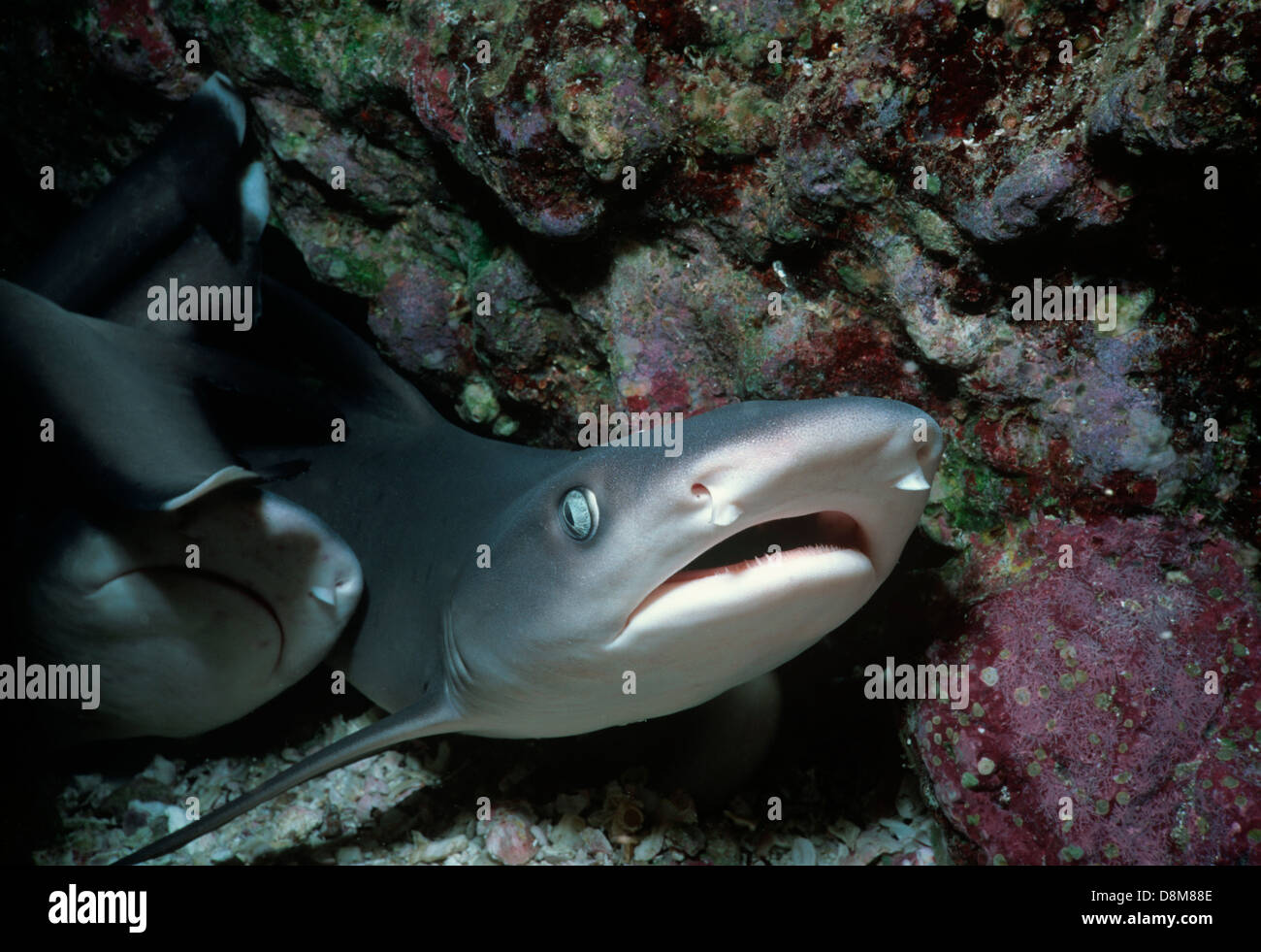 Cave shark hi-res stock photography and images - Alamy