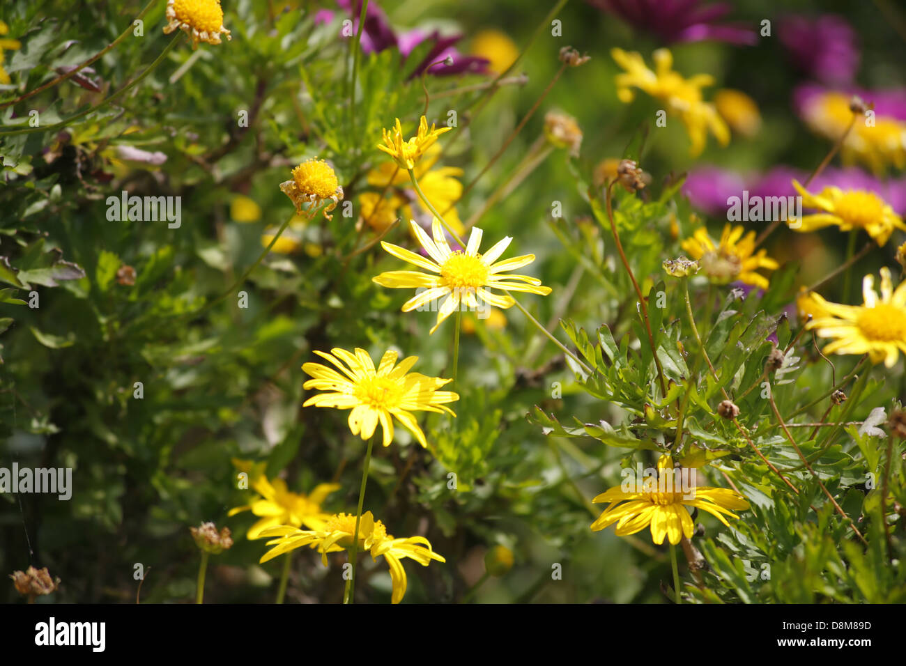 Charming fine field flowers Stock Photo - Alamy