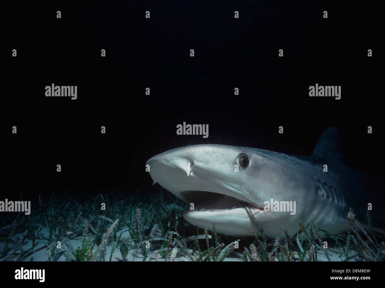 Tiger shark (Galeocerdo cuvier) with long line fishing hook in mouth ...