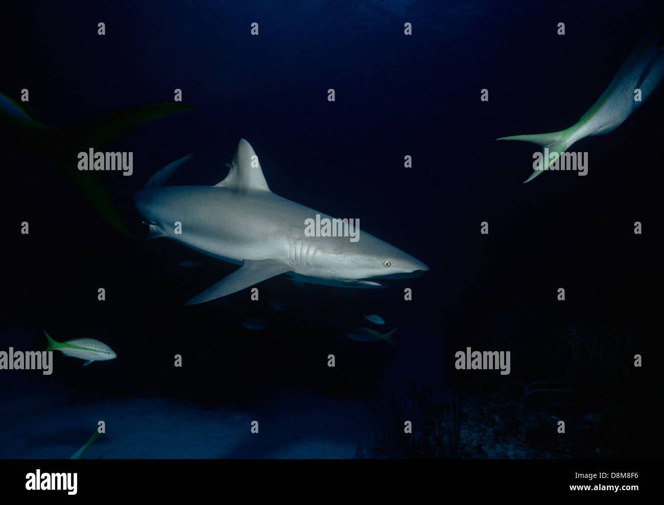 Caribbean reef shark (Carcharhiunus perezi) and Yellowtail snappers ...