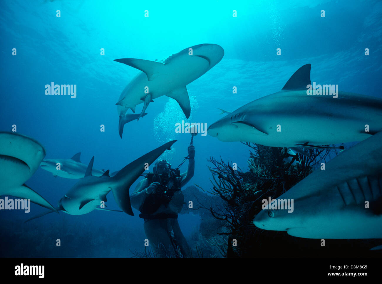 A diver in chain mail photographing Caribbean reef shark (Carcharhiunus ...