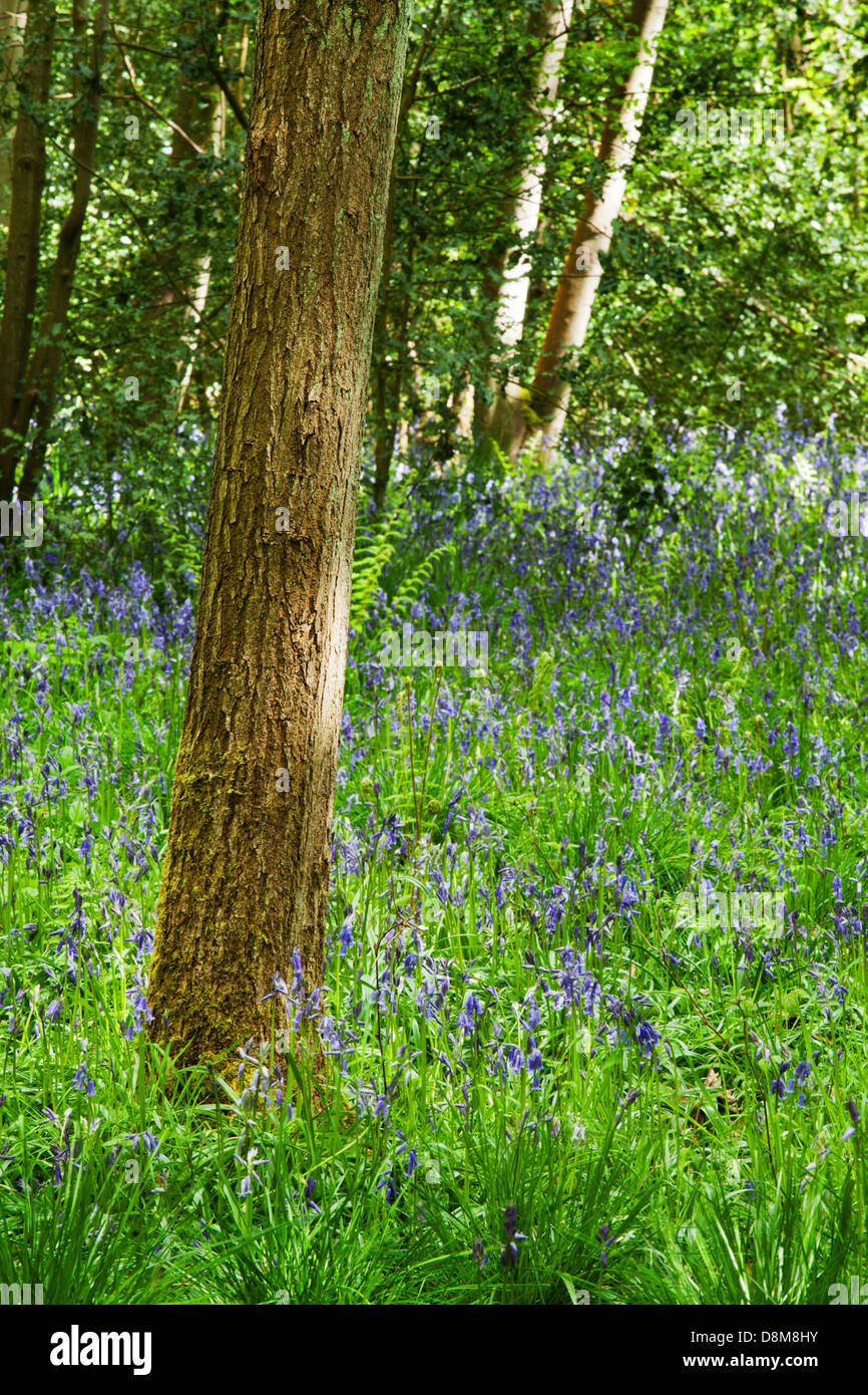 Bluebells in the Nidd Gorge in Spring Knaresborough Yorkshire England ...